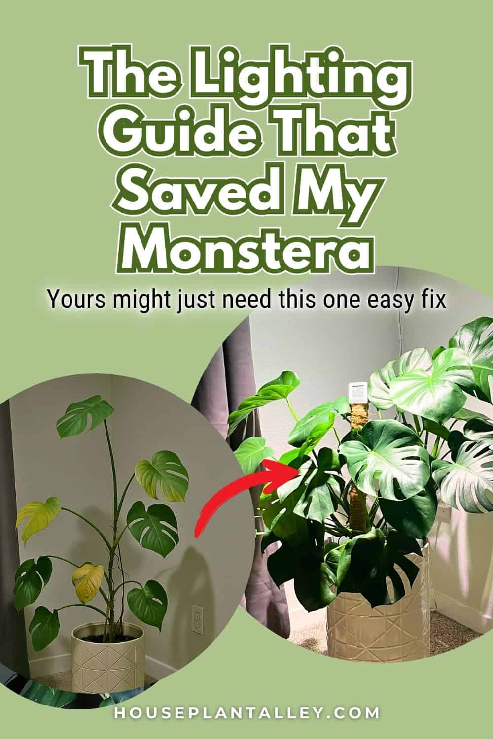 How Much Light Does A Monstera Need? | Houseplant Alley