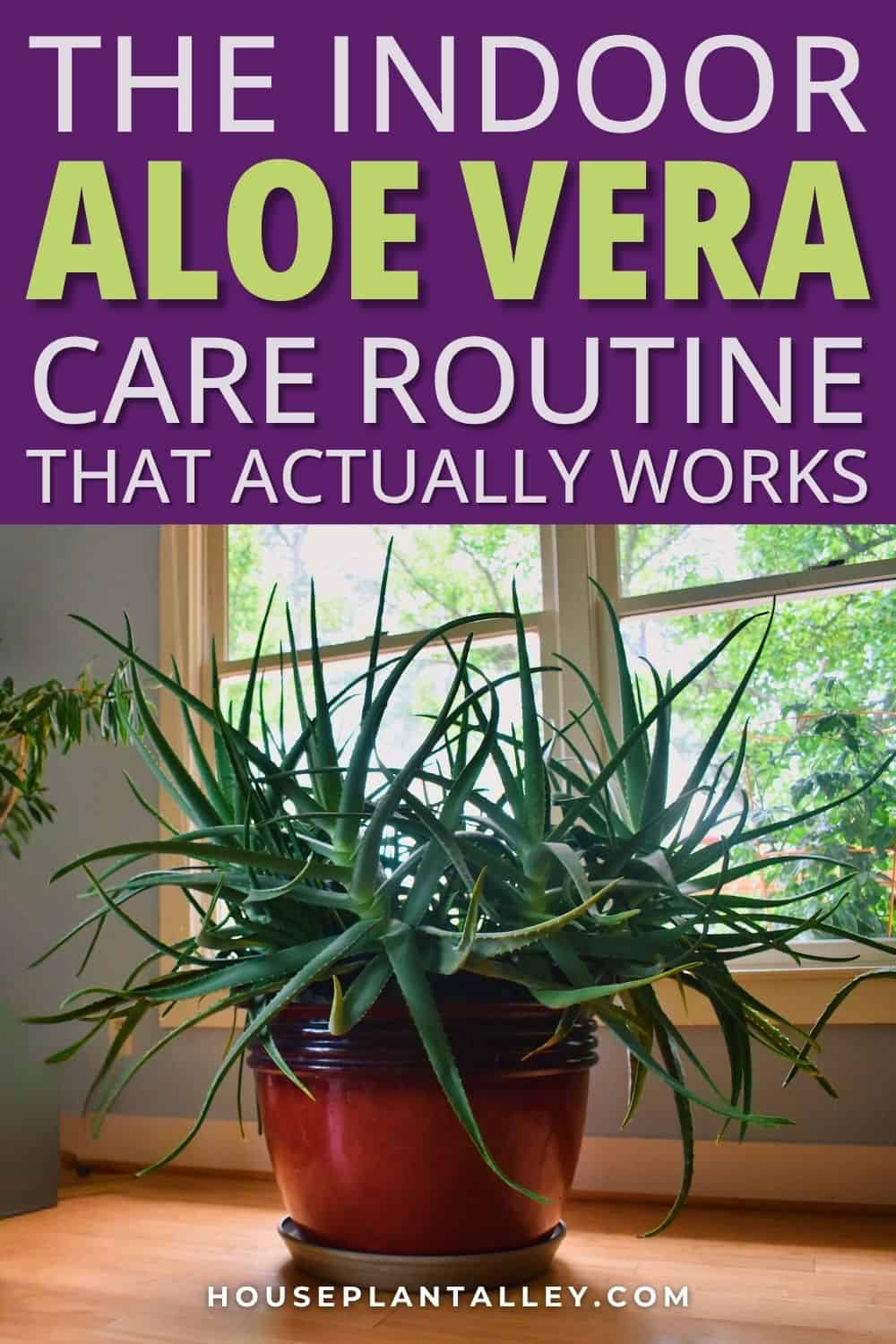The Ultimate Indoor Care Guide for Aloe Vera | Houseplant Alley