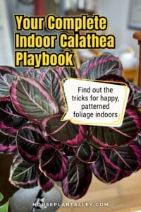 The Ultimate Indoor Care Guide for Calathea | Houseplant Alley