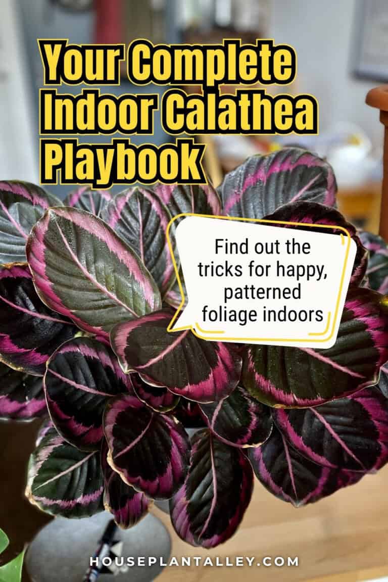 The Ultimate Indoor Care Guide for Calathea | Houseplant Alley