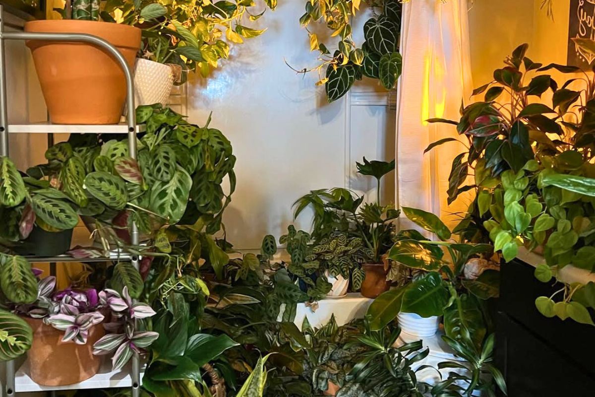 Best Low Light Plants for Your Windowless Bathroom | Houseplant Alley