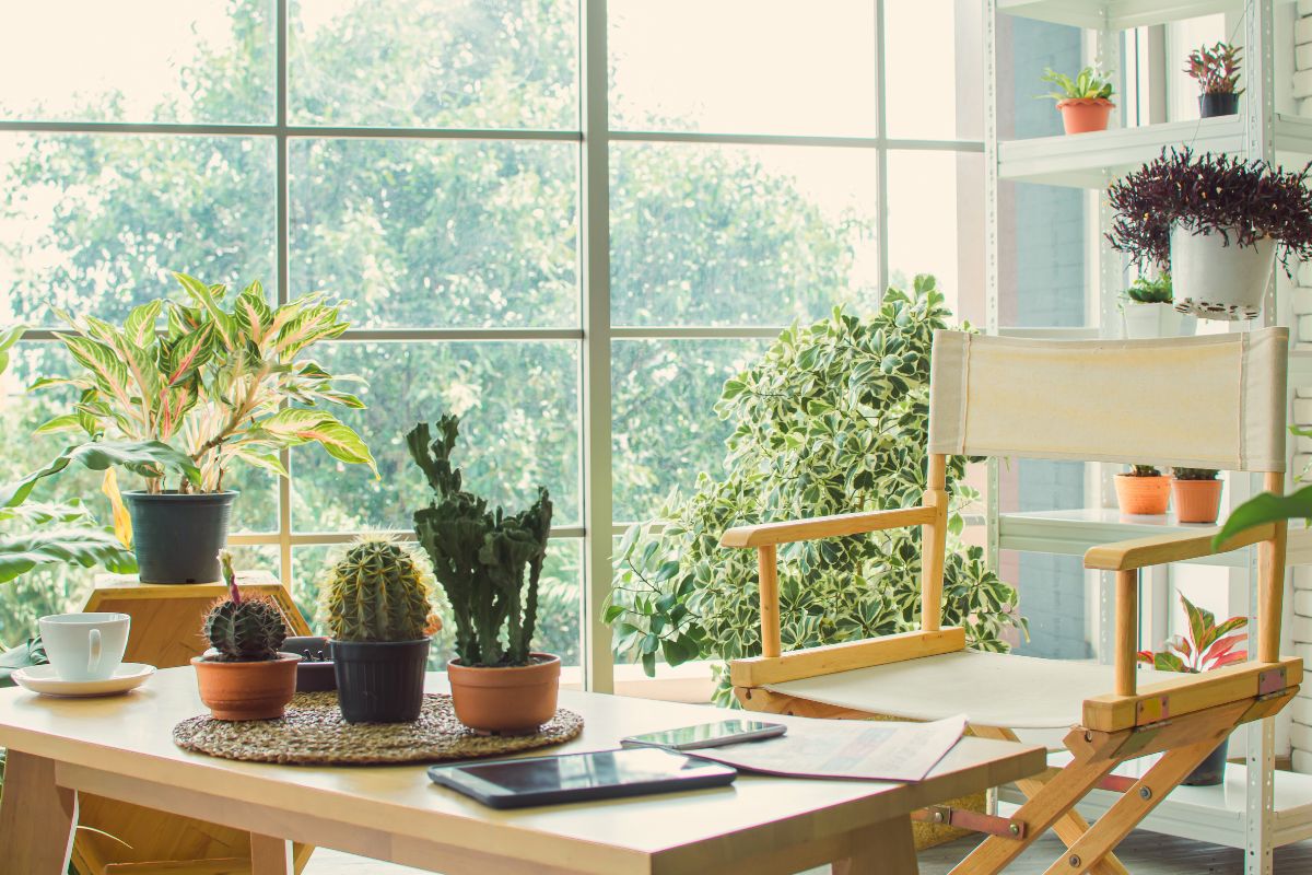 Best Plants for Windows: Top Varieties for Natural Light | Houseplant Alley