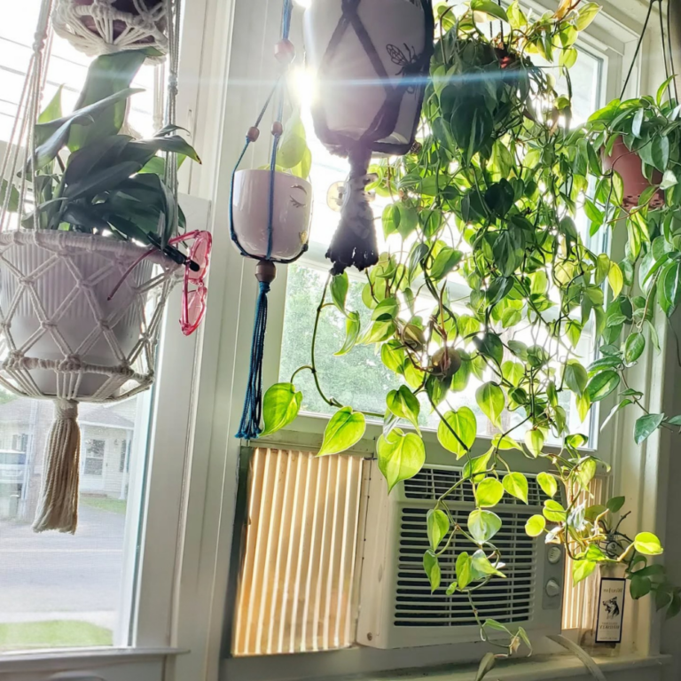 How To Transform Your Window Into a Lush Indoor Garden | Houseplant Alley
