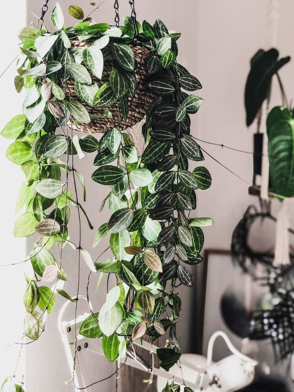 25 Indoor Hanging Plants Perfect for Your Living Room | Houseplant Alley