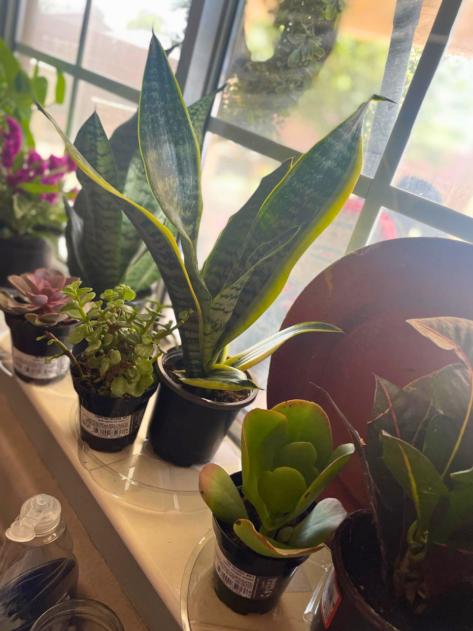 Brighten Your Kitchen with 25 Best Window Plants | Houseplant Alley