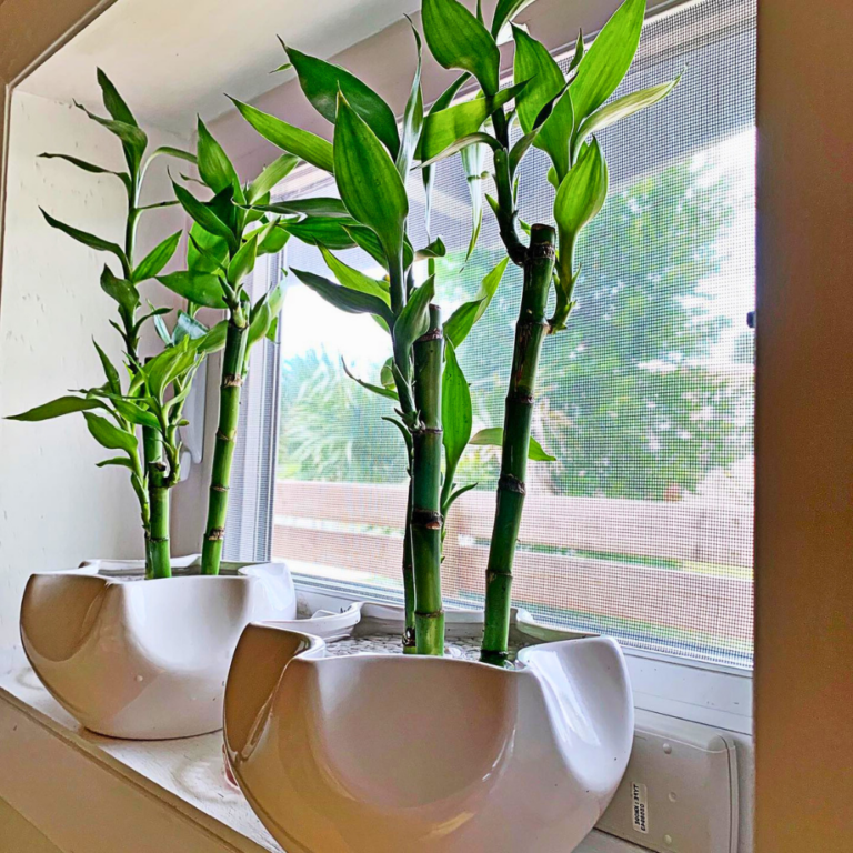 Brighten Your Kitchen with 25 Best Window Plants | Houseplant Alley