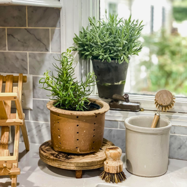 Brighten Your Kitchen with 25 Best Window Plants | Houseplant Alley