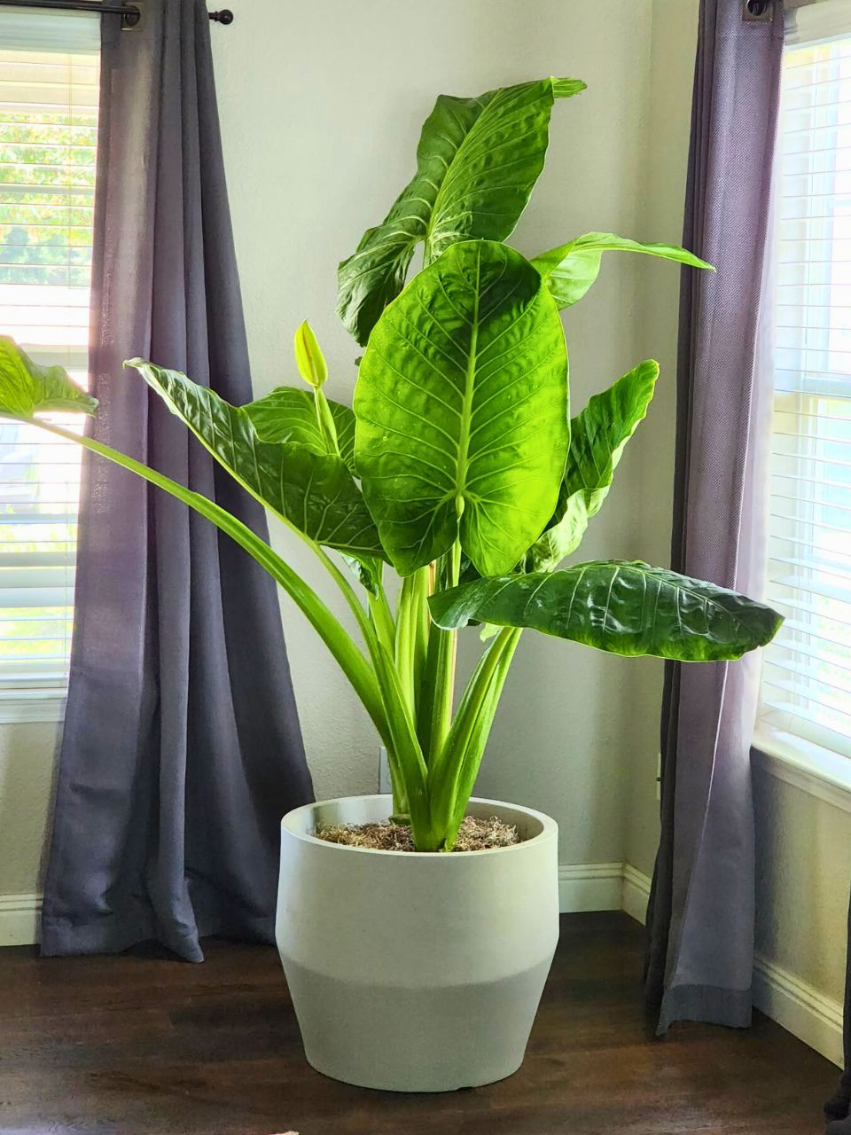 19 Large Indoor Plants and Indoor Trees to Transform Your Home ...
