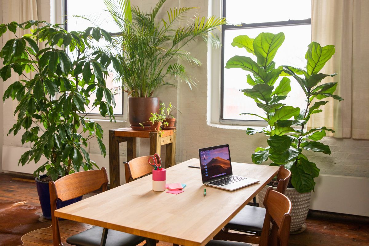 19 Large Indoor Plants And Indoor Trees To Transform Your Home