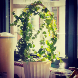 Brighten Your Kitchen with 25 Best Window Plants | Houseplant Alley