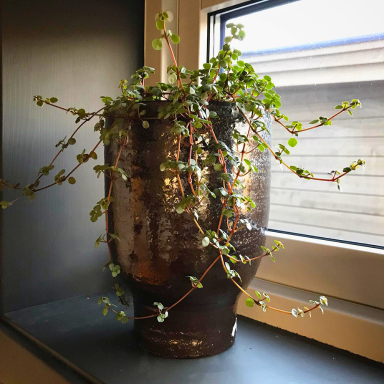 Brighten Your Kitchen with 25 Best Window Plants | Houseplant Alley