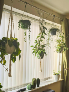 How To Transform Your Window Into a Lush Indoor Garden | Houseplant Alley