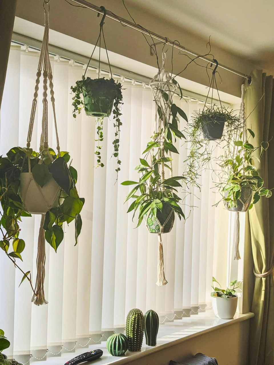 How To Transform Your Window Into a Lush Indoor Garden | Houseplant Alley