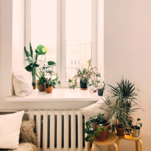 How To Transform Your Window Into a Lush Indoor Garden | Houseplant Alley