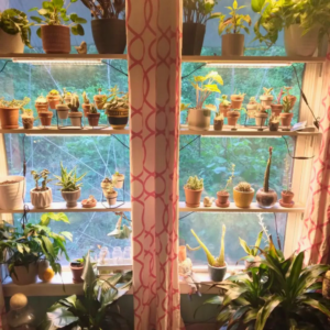 How To Transform Your Window Into a Lush Indoor Garden | Houseplant Alley