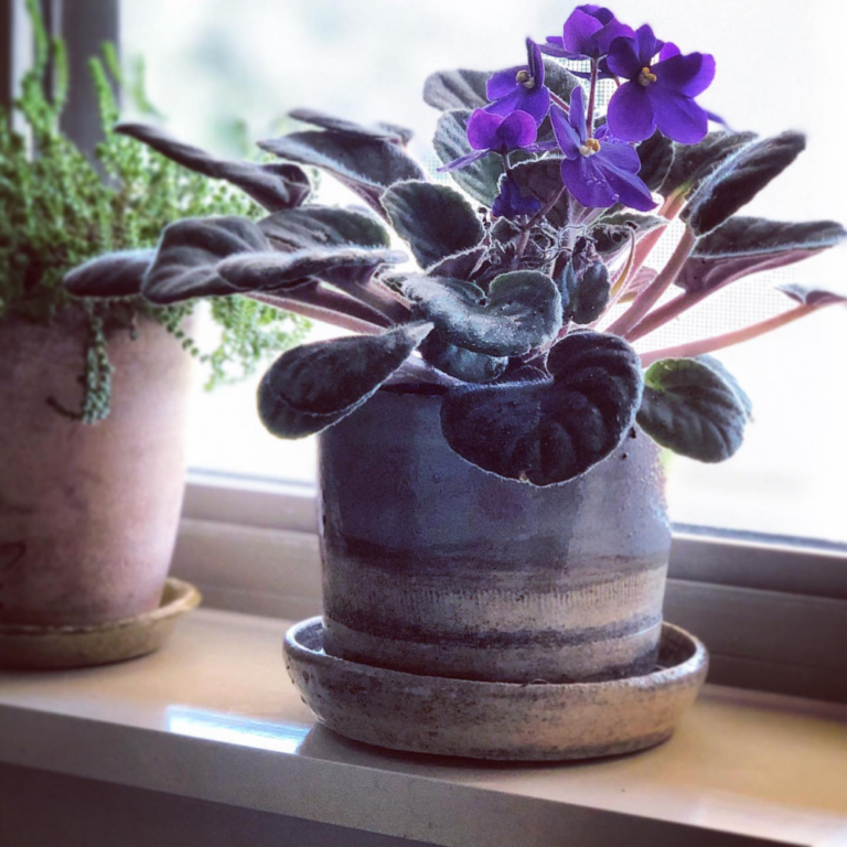 Brighten Your Kitchen with 25 Best Window Plants | Houseplant Alley