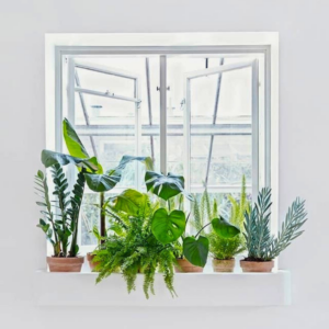 How To Transform Your Window Into a Lush Indoor Garden | Houseplant Alley