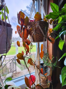 How To Transform Your Window Into a Lush Indoor Garden | Houseplant Alley