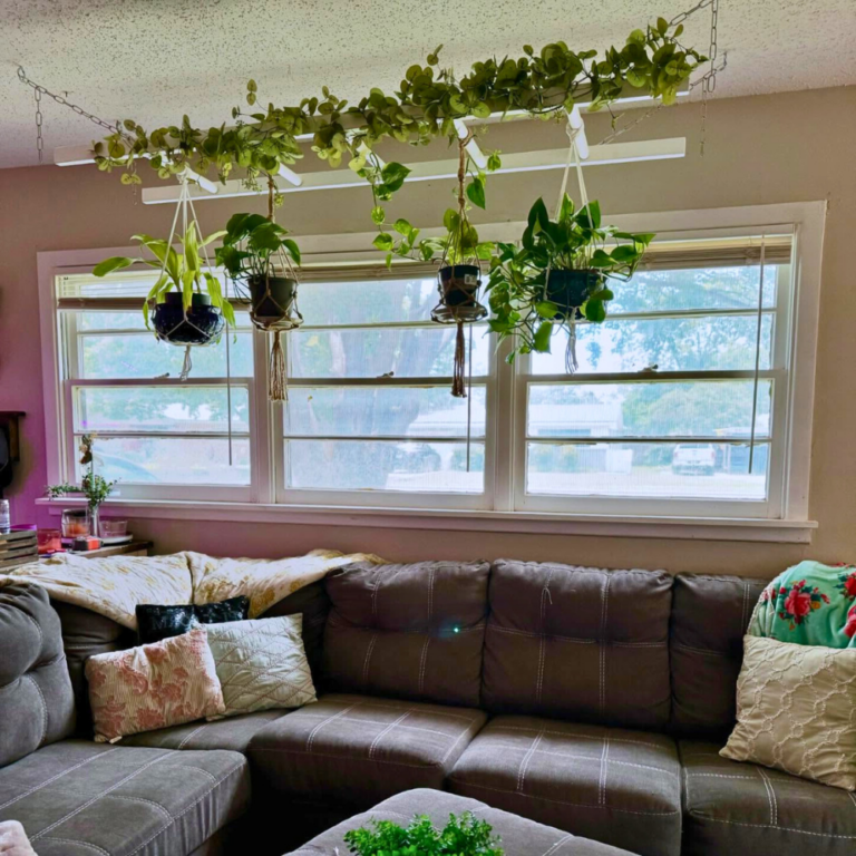 How To Transform Your Window Into a Lush Indoor Garden | Houseplant Alley