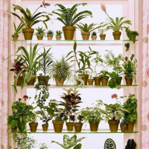 How To Transform Your Window Into a Lush Indoor Garden | Houseplant Alley