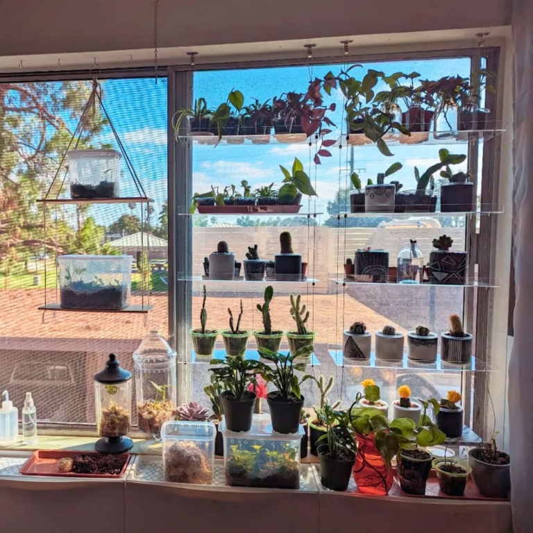 How To Transform Your Window Into a Lush Indoor Garden | Houseplant Alley