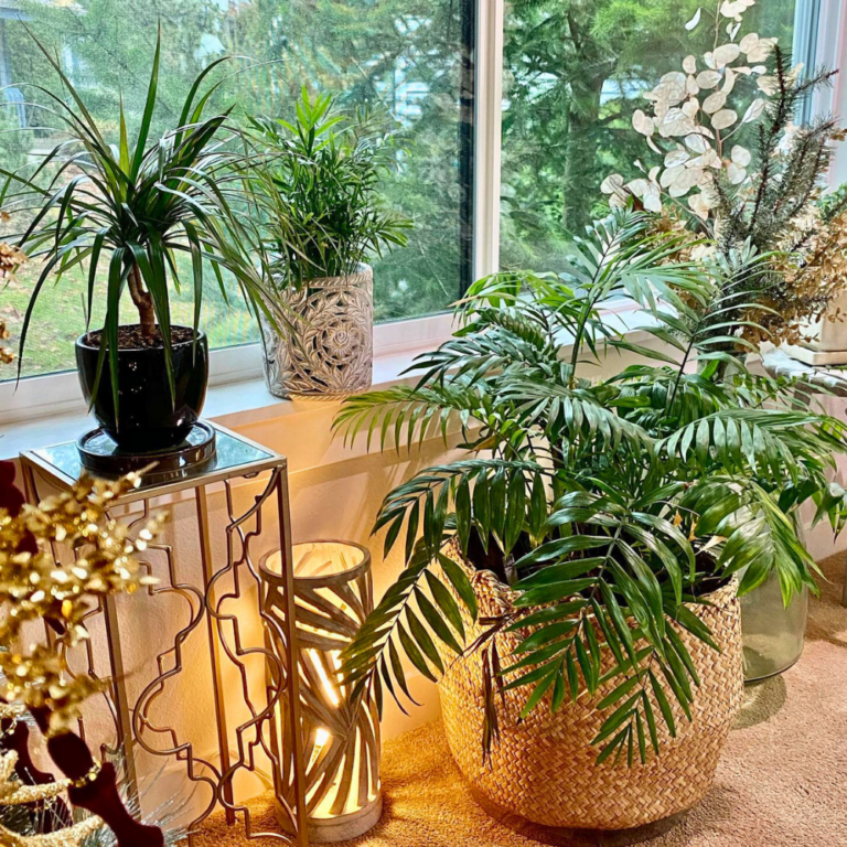 How To Transform Your Window Into a Lush Indoor Garden | Houseplant Alley