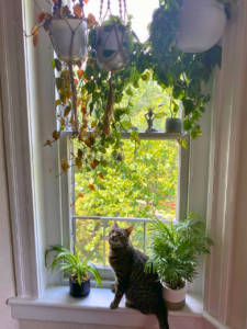 How To Transform Your Window Into a Lush Indoor Garden | Houseplant Alley