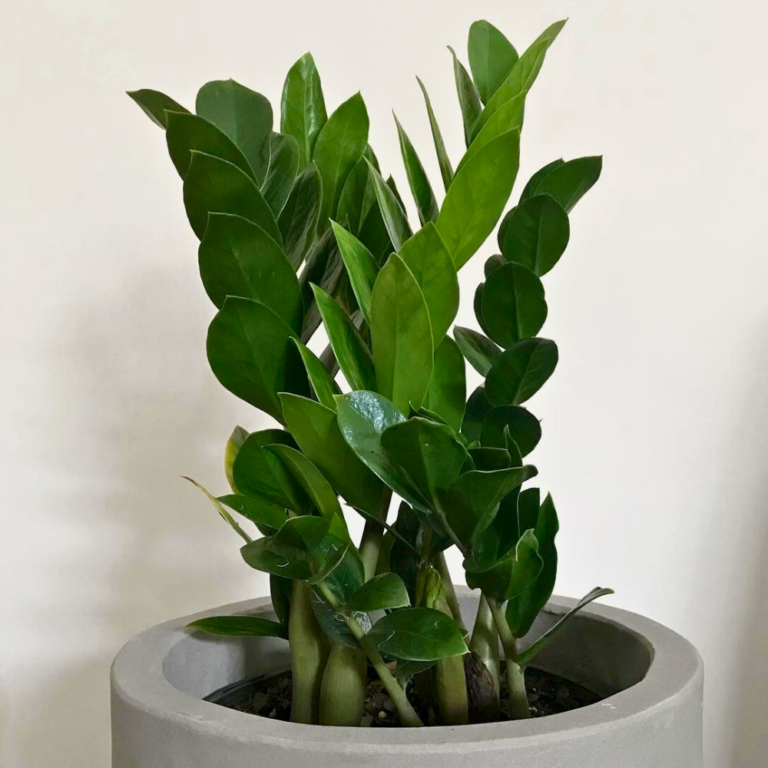Best Low Light Plants for Your Windowless Bathroom | Houseplant Alley