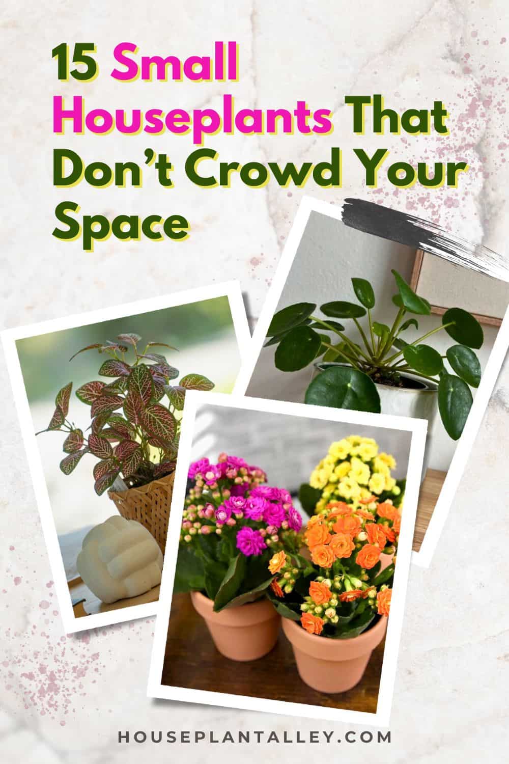 15 Compact Indoor Plants Perfect for Tiny Apartments | Houseplant Alley