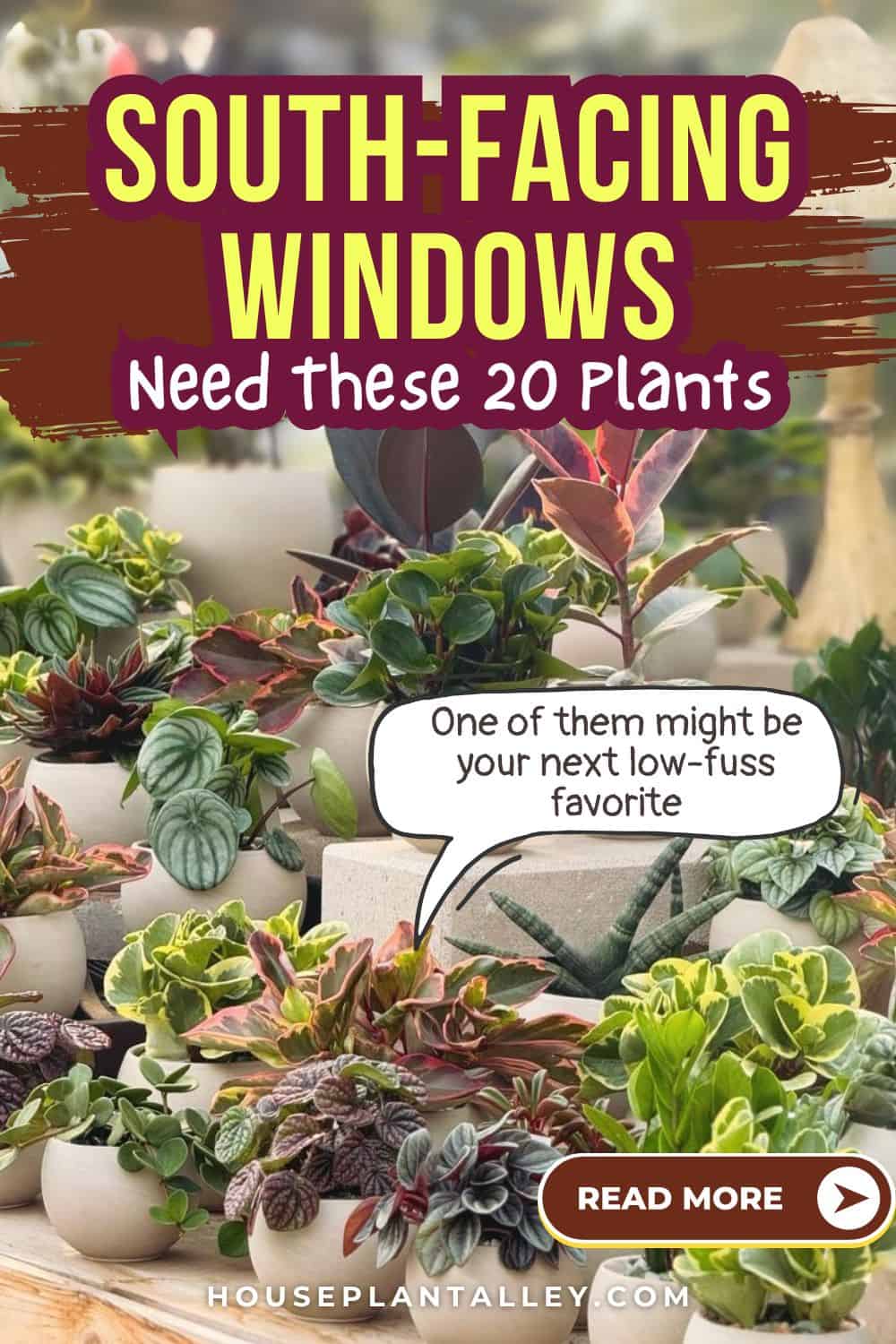 20 Sun-Loving Houseplants for South-Facing Windows | Houseplant Alley