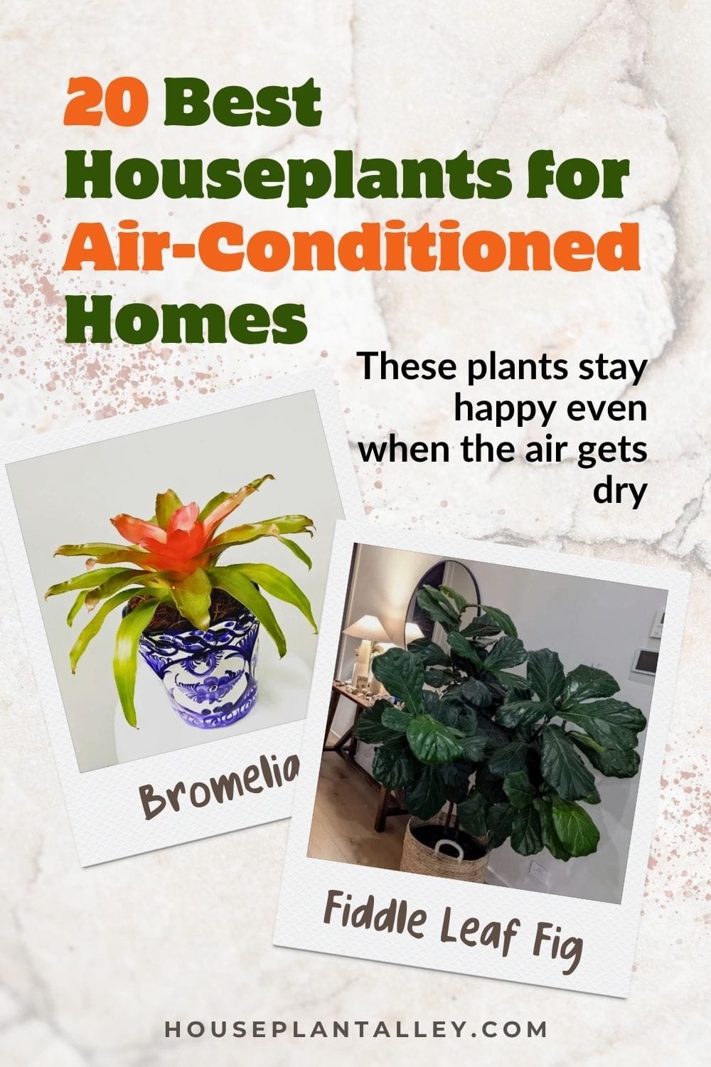 20 Indoor Plants That Can Survive Air Conditioning | Houseplant Alley