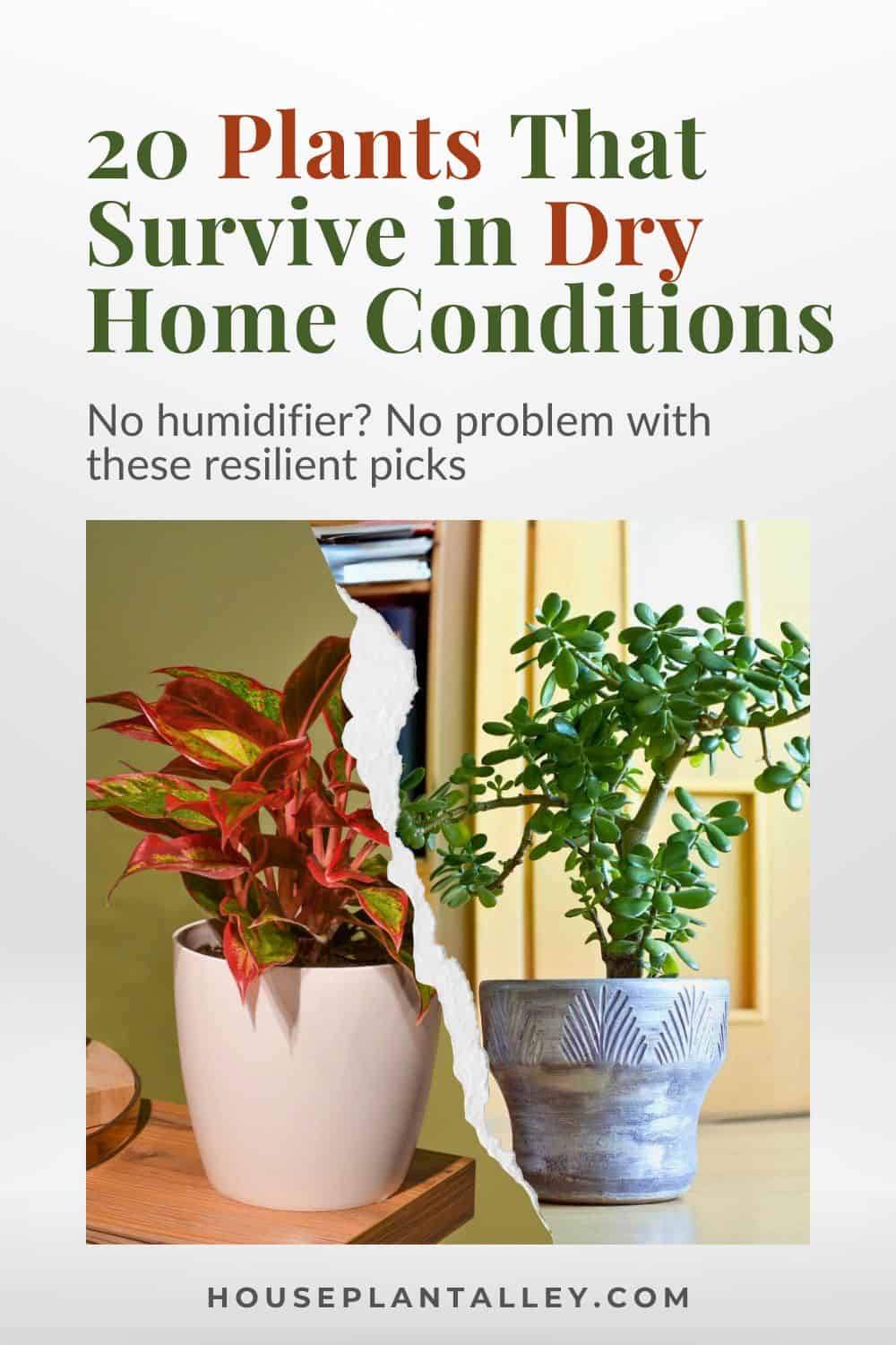 20 Best Indoor Plants for Dry Homes and Low Humidity | Houseplant Alley