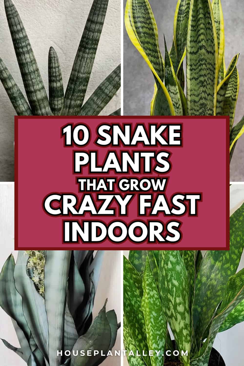 10 Snake Plants That Grow Super Fast Indoors | Houseplant Alley