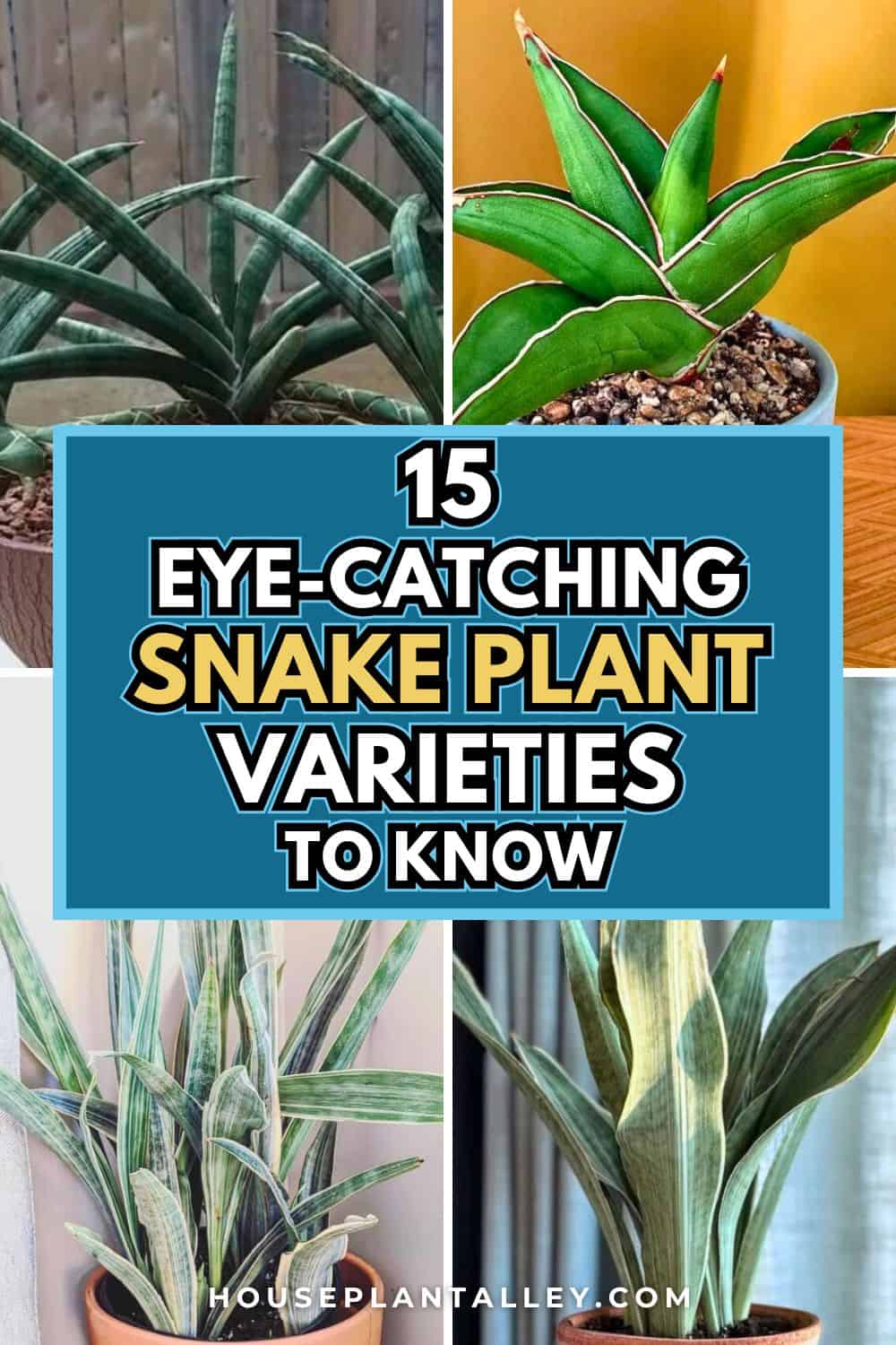 15 Snake Plant Varieties That Stand Out | Houseplant Alley