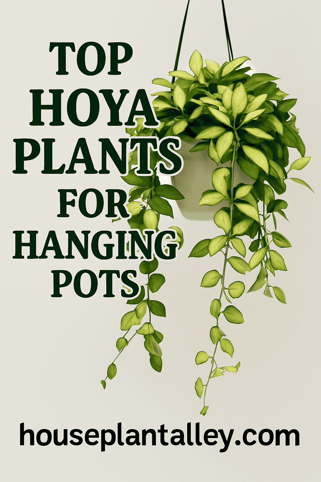 15 Top Hoya Plants That Look Amazing in Hanging Pots | Houseplant Alley