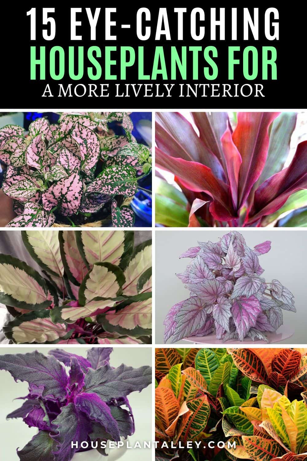 15 Houseplants With Stunning Colors to Brighten Your Home | Houseplant ...