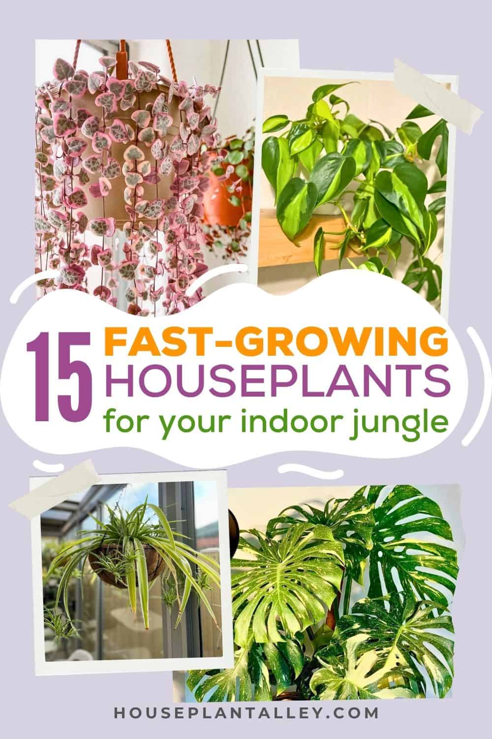 15 Super Fast-Growing Houseplants for Instant Greenery | Houseplant Alley