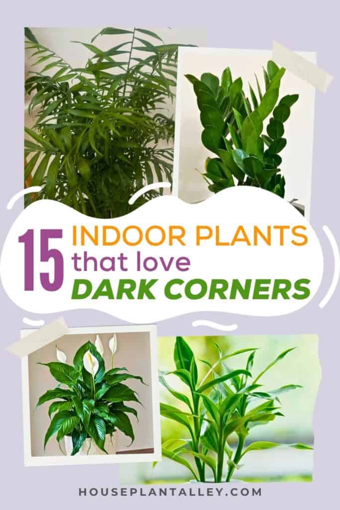 15 Best Indoor Plants That Thrive in Low Light | Houseplant Alley