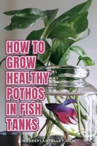 How To Grow Pothos In Aquarium | Houseplant Alley