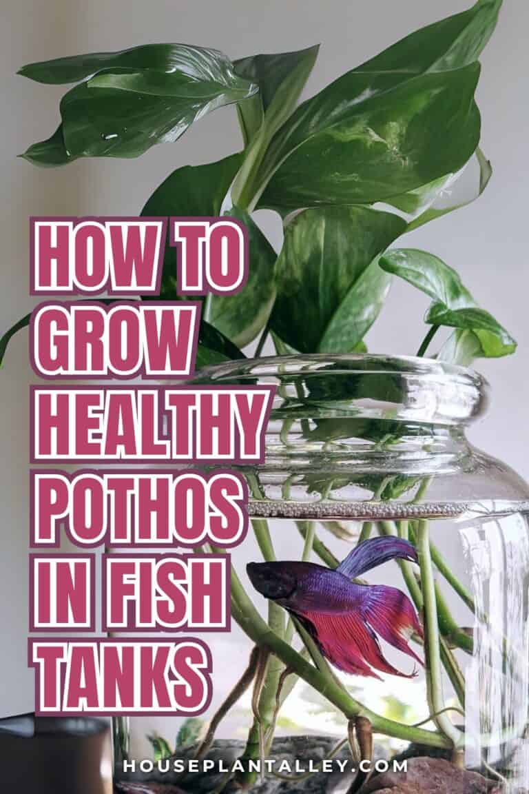 How To Grow Pothos In Aquarium | Houseplant Alley
