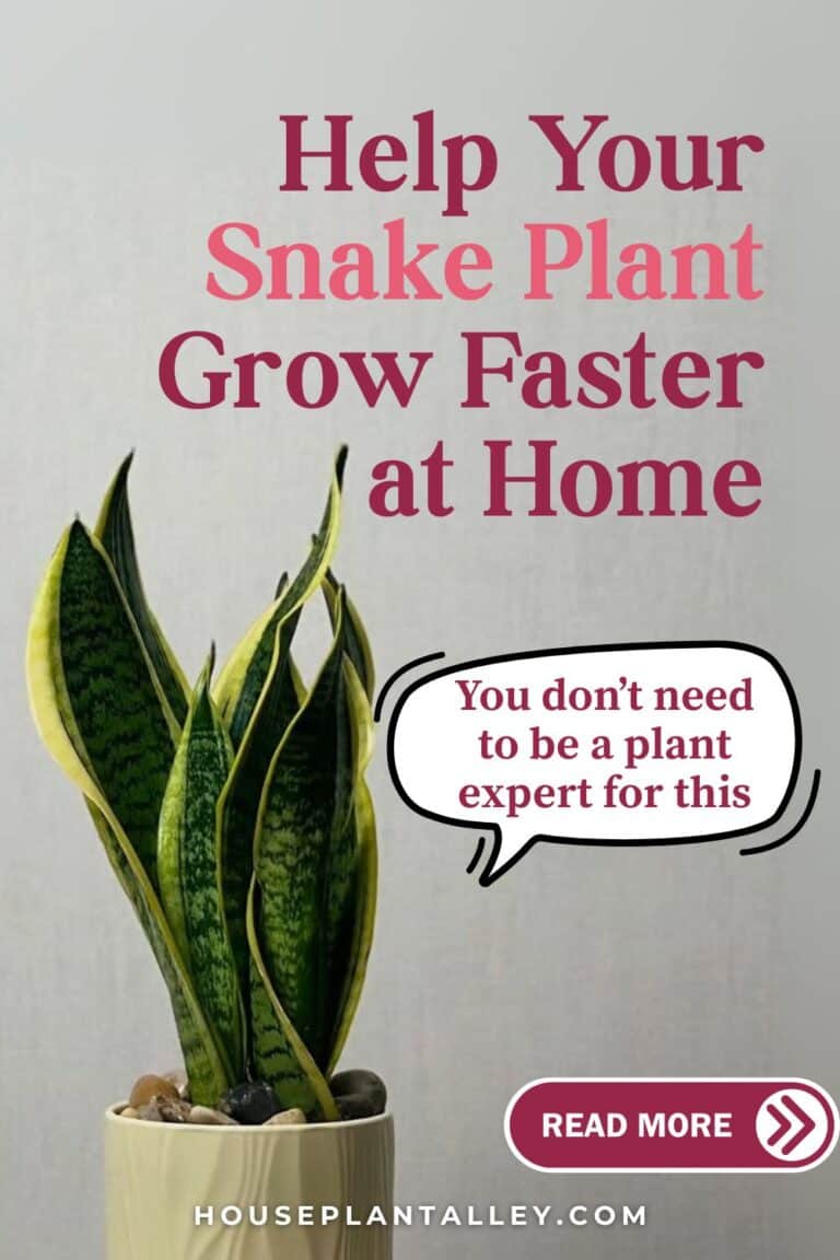 7 Tips On How To Make Snake Plant Grow Faster | Houseplant Alley