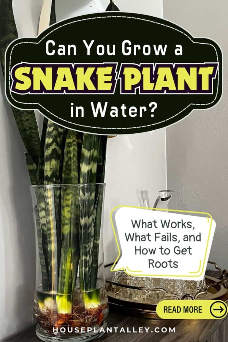 How To Grow Snake Plant In Water | Houseplant Alley