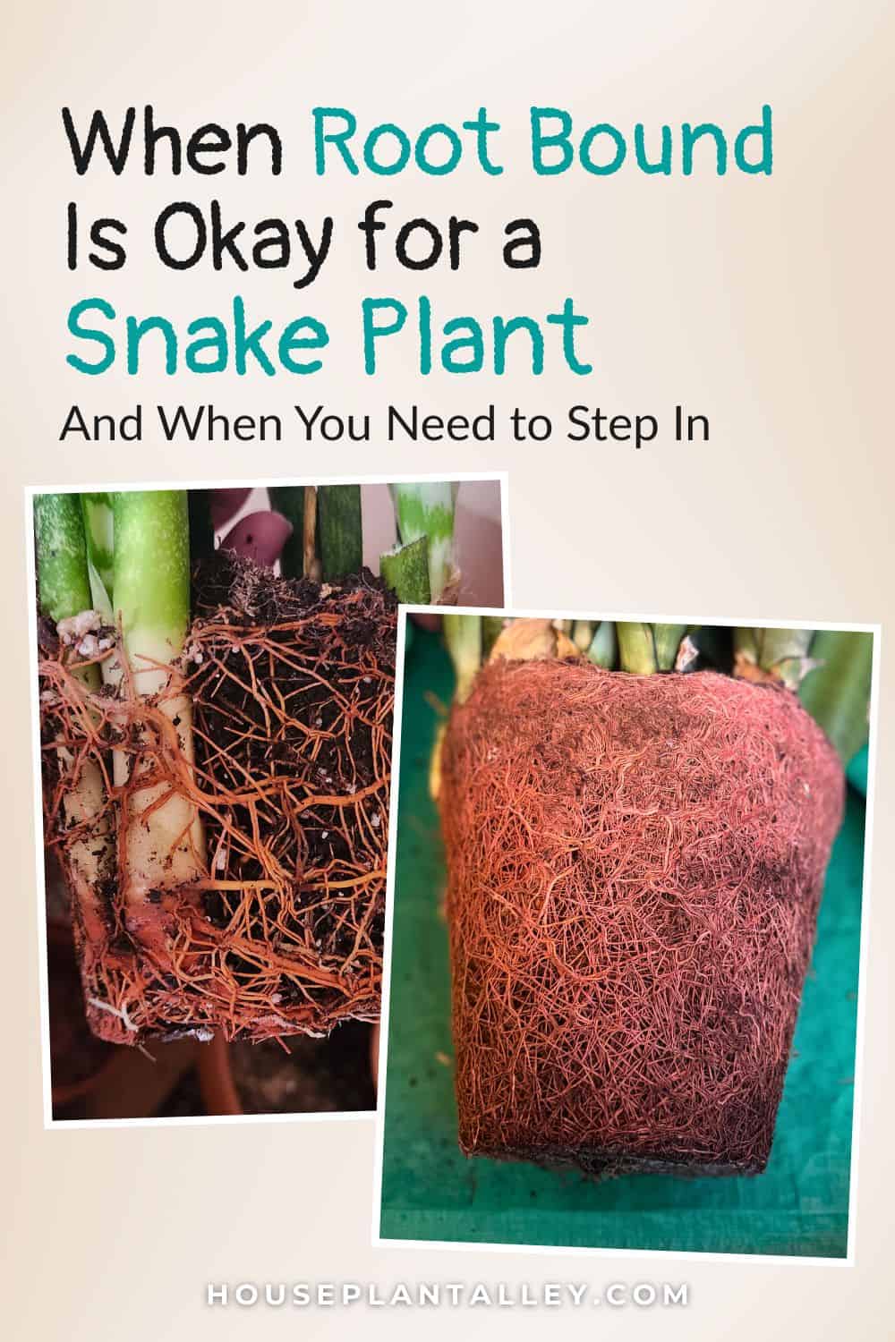 Do Snake Plants Like To Be Root Bound? (Repotting Tips) | Houseplant Alley