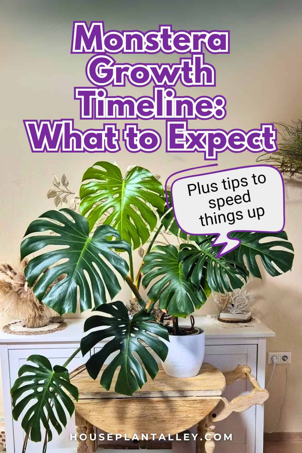 How Long Does Monstera Take To Grow? | Houseplant Alley