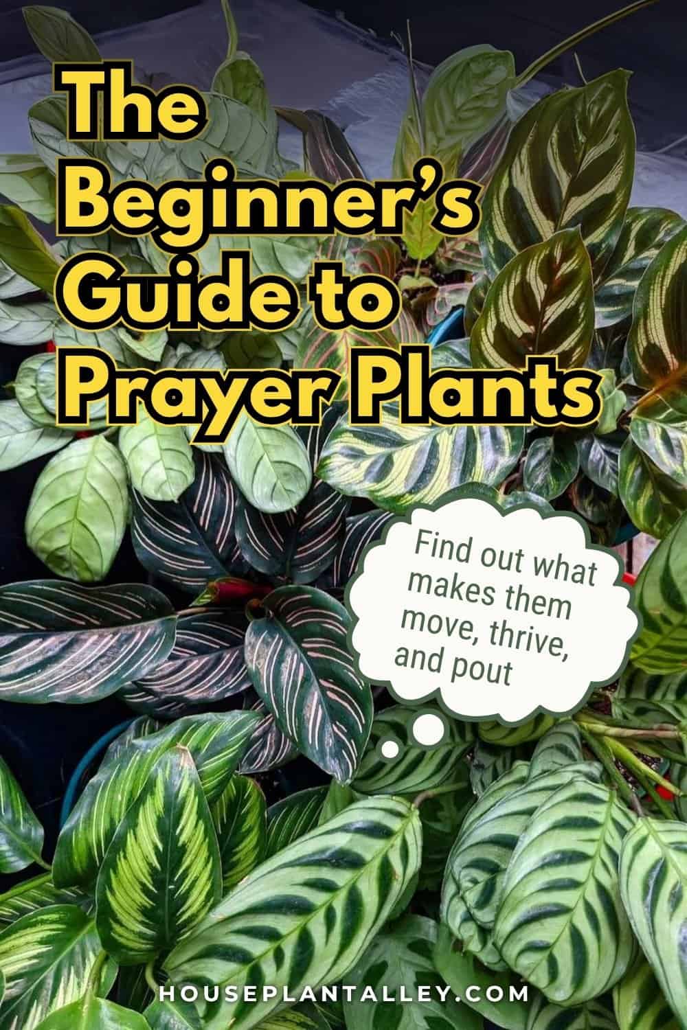 Prayer Plant 101: Everything You Need to Know Before You Buy ...