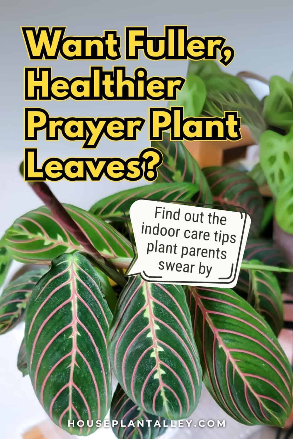 Prayer Plant Indoor Care Tips for Thriving Foliage | Houseplant Alley