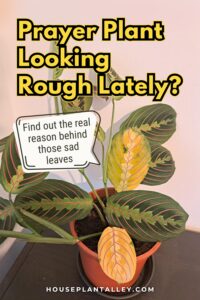 Troubleshooting Common Prayer Plant Problems | Houseplant Alley