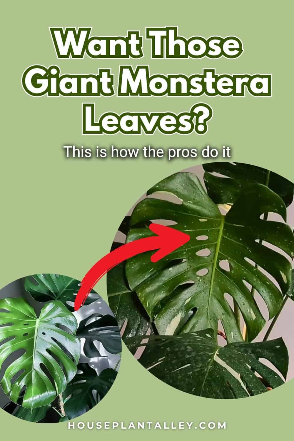How To Grow Big Monstera Leaves Like a Pro | Houseplant Alley