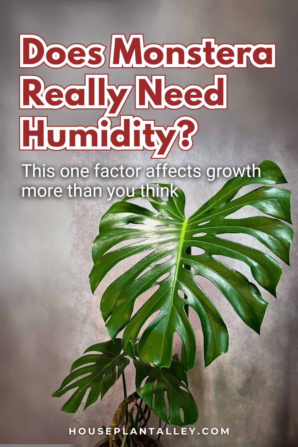 Do Monstera Plants Like Humidity? | Houseplant Alley
