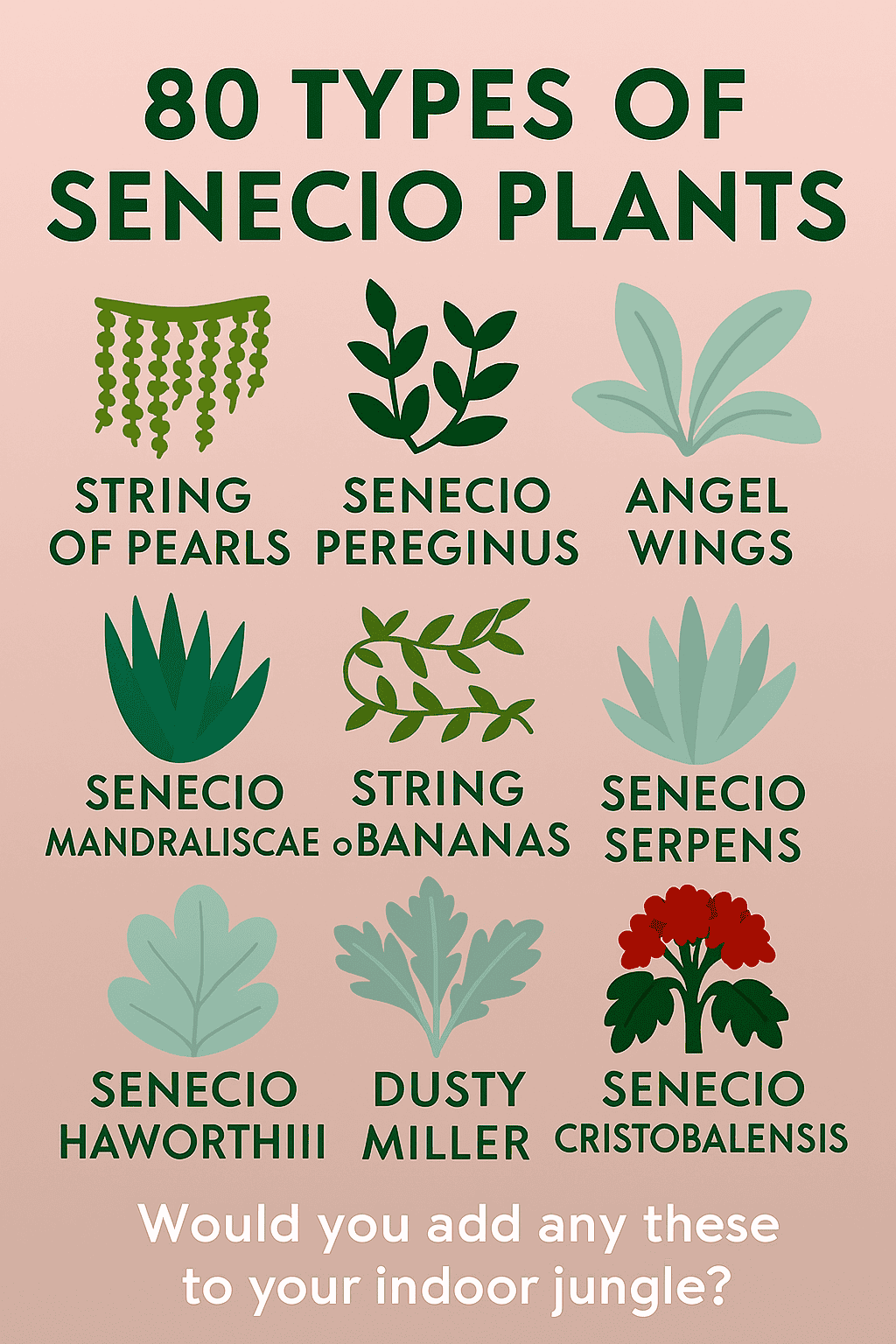 80 Beautiful Senecio Plants With Names and Pictures | Houseplant Alley